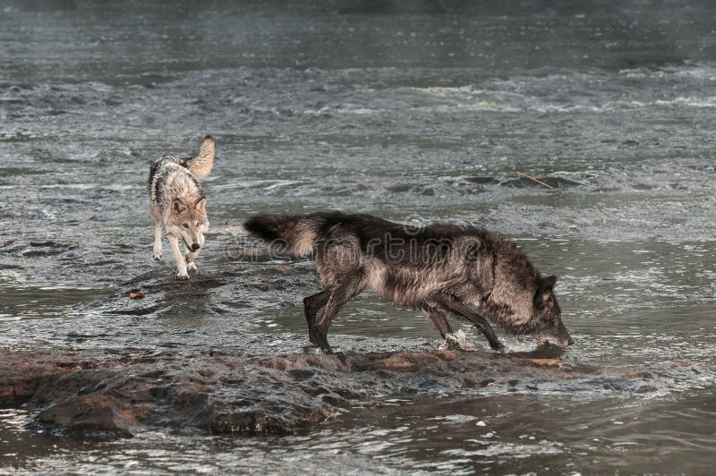 Grey Wolves (Canis Lupus) in River Stock Photo - Image of nature ...