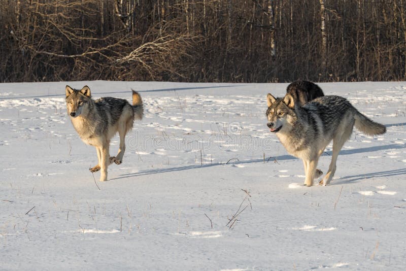 Grey Wolves Canis Lupus Run Forward through Snowy Field Winter Stock ...