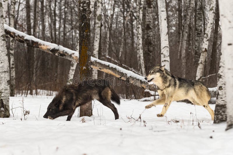 Grey Wolves (Canis Lupus) Run Left between Trees in Forest Stock Image ...