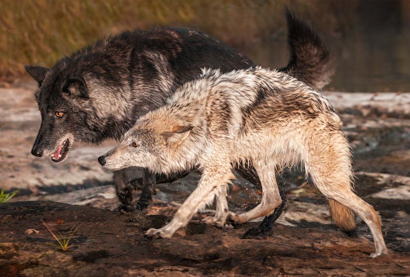 Two Wolves ( Canis lupus ) stock image. Image of mammalia - 22728699