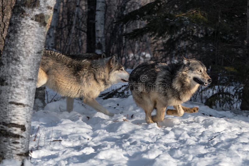 Grey Wolves Canis Lupus Run Out of Woods Winter Stock Image - Image of ...