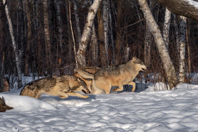 Grey Wolves Canis Lupus Run Right Along Woods Winter Stock Image ...