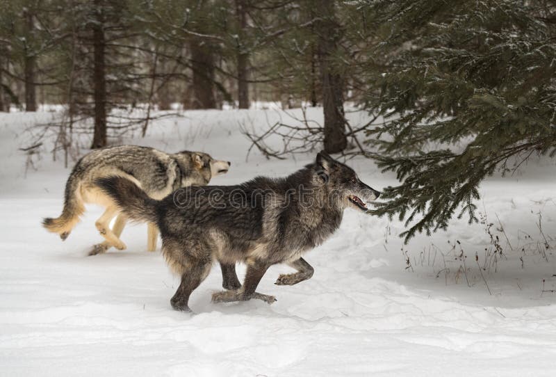 Grey Wolves (Canis Lupus) Run Right Towards Pine Tree Winter Stock ...
