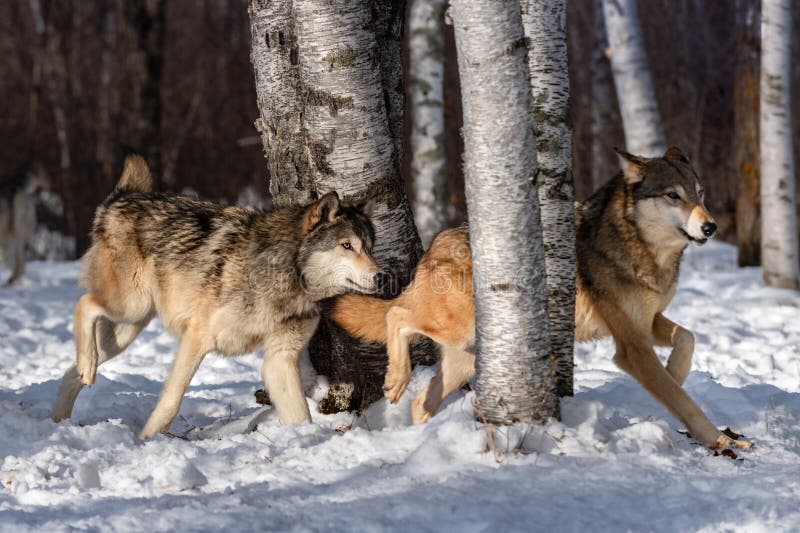 Grey Wolves (Canis Lupus) Run Weaving through Trees Winter Stock Photo ...