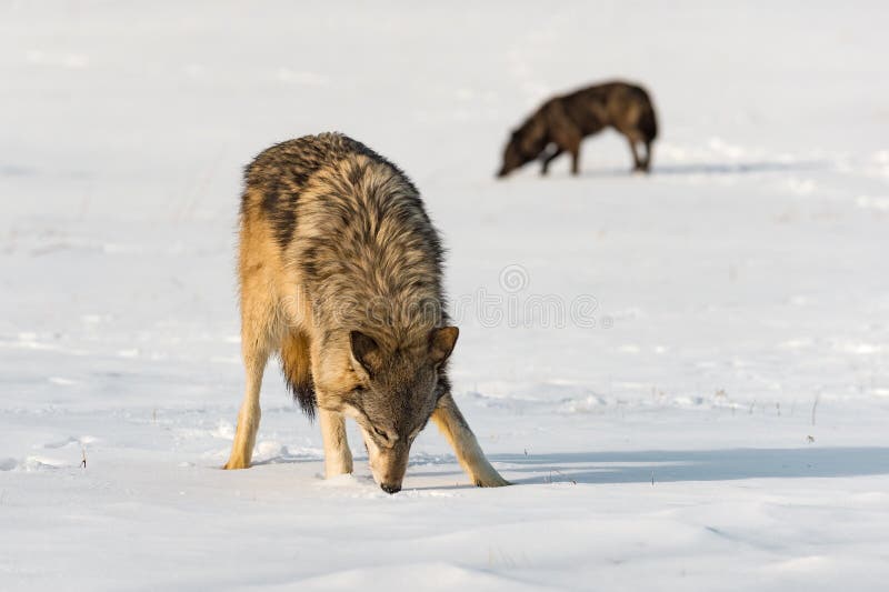 Grey Wolves Canis Lupus Walk Left Across River Rocks Stock Image ...