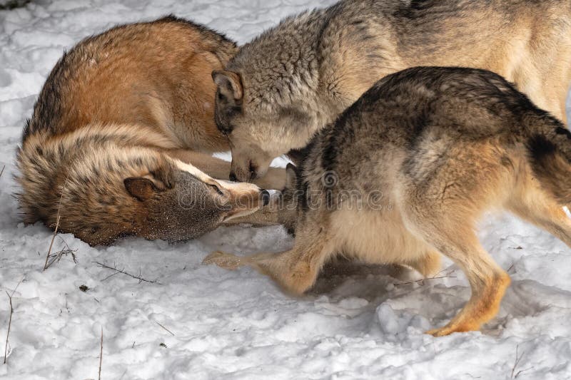 Grey Wolves (Canis Lupus) Sniff and Roll in Snow Winter Stock Photo ...