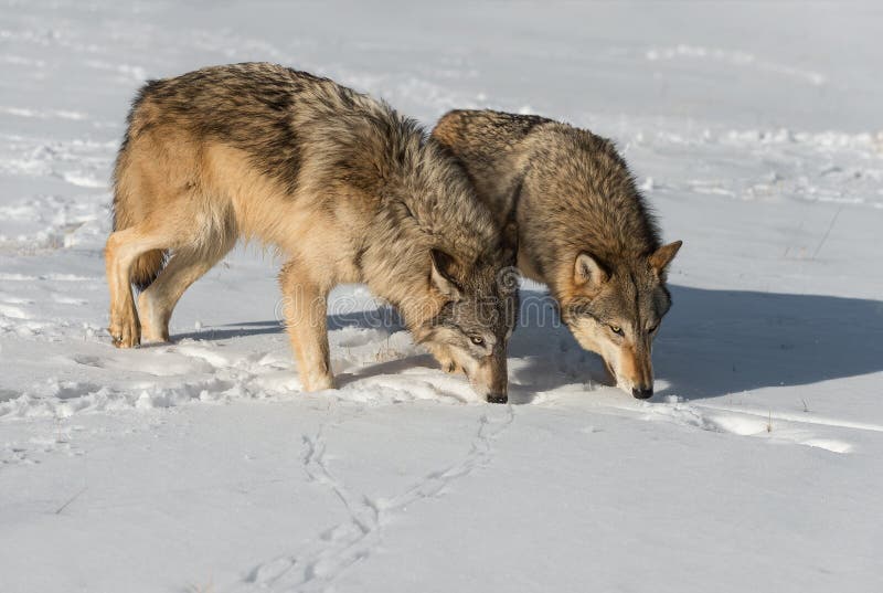 Grey Wolves Canis Lupus Walk Left Across River Rocks Stock Image ...