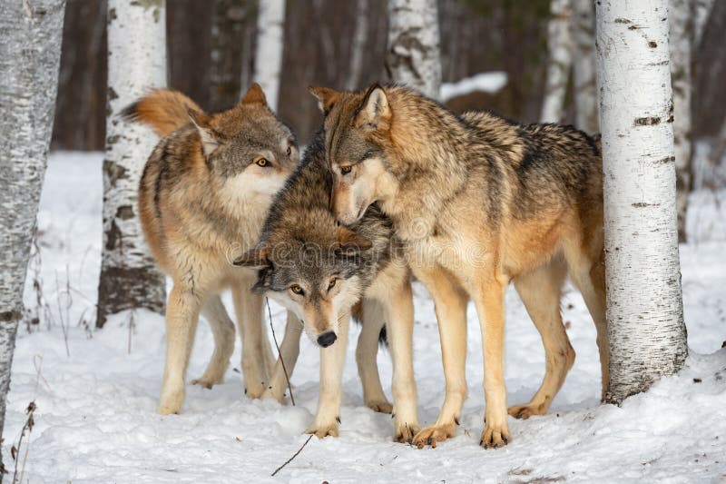 Grey Wolves Canis Lupus Sniff at Wolf in Middle Winter Stock Photo ...