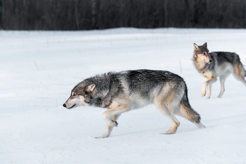Grey Wolves Canis Lupus Stalk Left through Field Stock Image - Image of ...