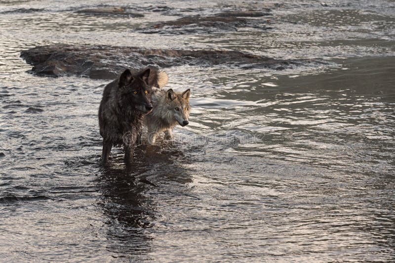 Grey Wolves (Canis Lupus) Stand Looking Right Stock Photo - Image of ...