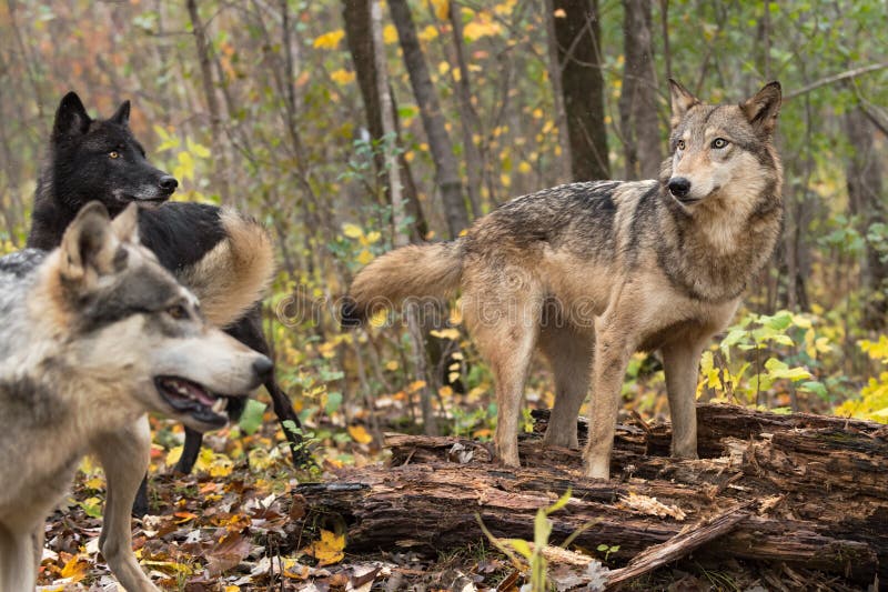 Grey Wolves (Canis Lupus) Stand in and by Rotting Log Autumn Stock ...