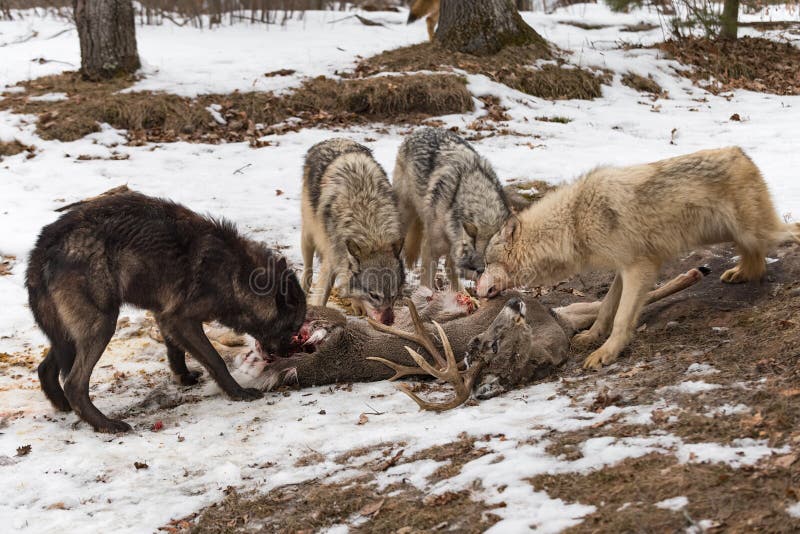 Grey Wolves Canis Lupus Tear into White-Tail Deer Carcass Winter Stock ...