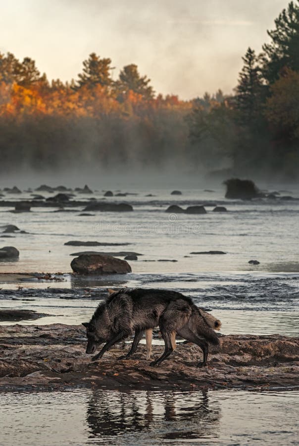 Grey Wolves Canis Lupus Walk Left Across River Rocks Stock Image ...