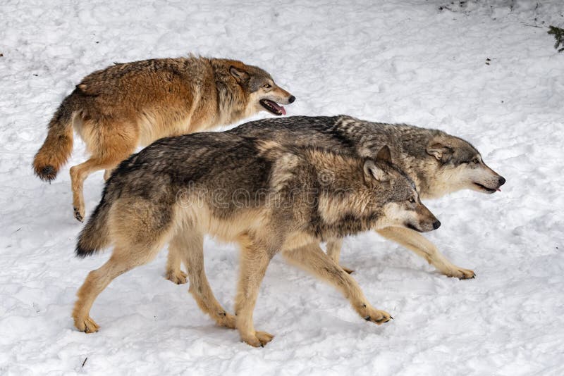 Grey Wolves Canis Lupus Walks Right Together Winter Stock Photo - Image ...