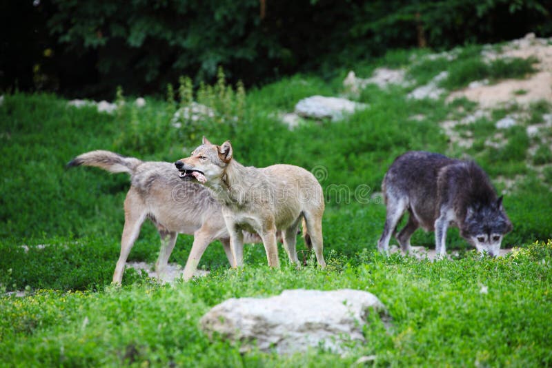 Grey Wolves Feeding on Carcass Stock Photo - Image of hunter, kill ...