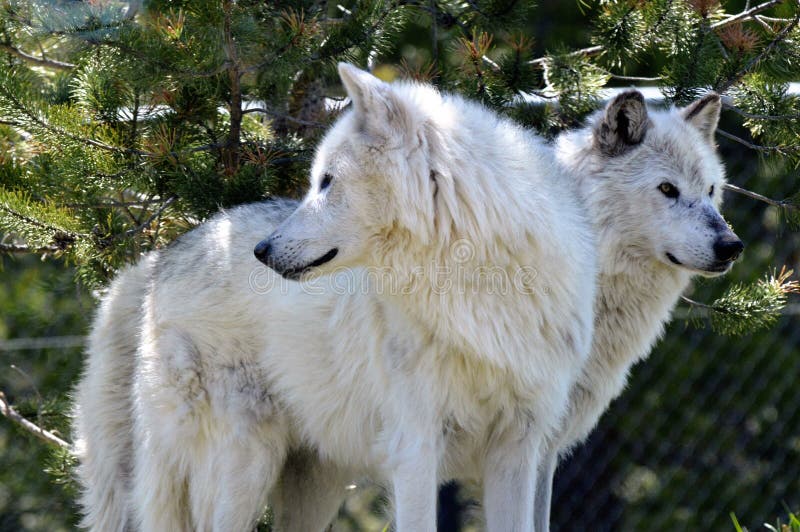 Grey wolves stock image. Image of grand, fall, beauty - 130095205