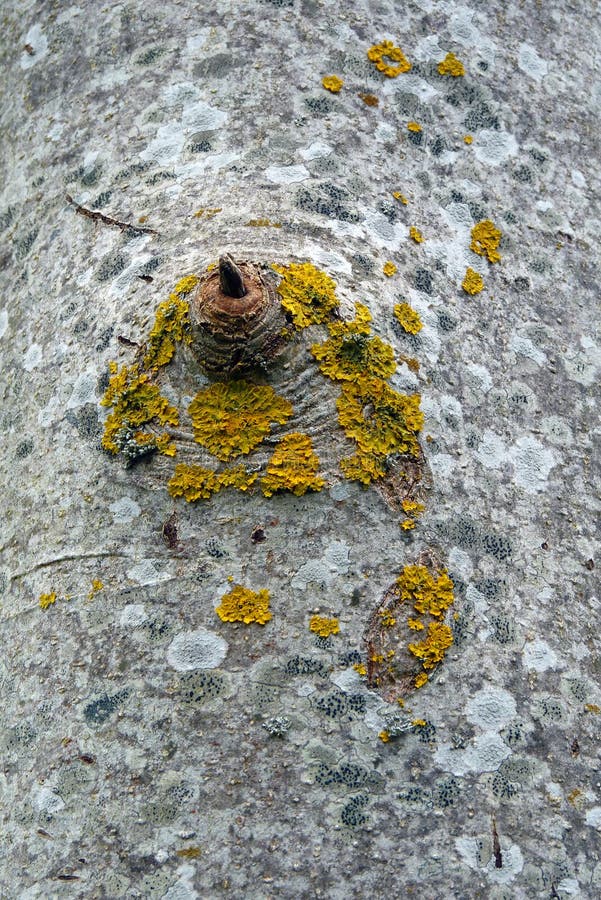 Grey Wood Texture with the Moss. Stock Image - Image of moss, beauty ...
