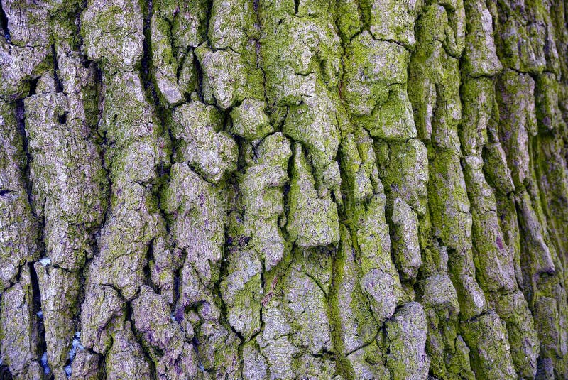 Grey Wood Texture on the Old Crust Stock Image - Image of wood, trunk ...