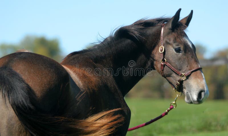 A Yearling at a Horse Farm in Ocala Stock Photo - Image of training ...