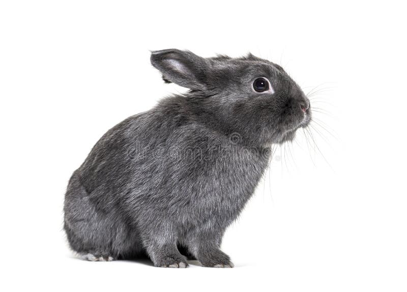 Grey Rabbit stock image. Image of shot, obedient, furry - 16407955