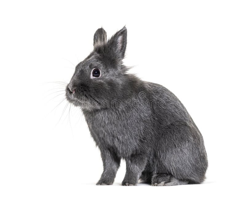 Grey Rabbit stock image. Image of shot, obedient, furry - 16407955