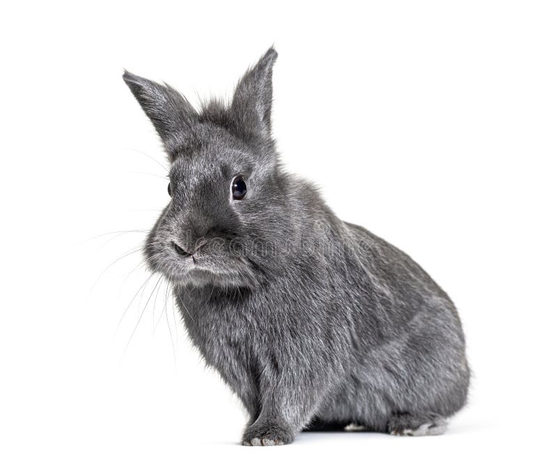 Grey Rabbit stock image. Image of shot, obedient, furry - 16407955