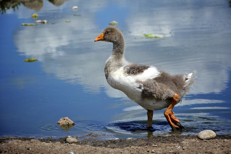 Greyback baby goose stock photo. Image of beak, beautiful - 96361044