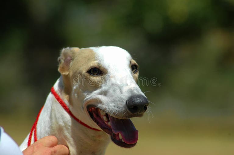 2,102 Greyhound Dog Face Stock Photos - Free & Royalty-Free Stock ...