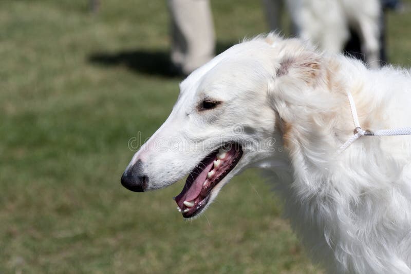 Mastress Stock Photos - Free & Royalty-Free Stock Photos from Dreamstime