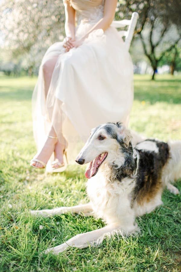 Greyhound with Bride in Wedding Dress Outdoors Stock Photo - Image of ...