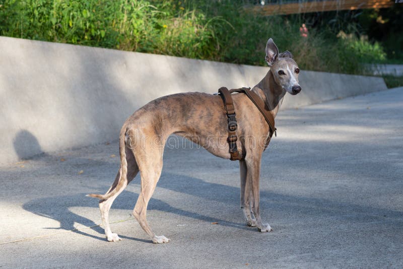 Greyhound in city park stock photo. Image of sitting - 154396044