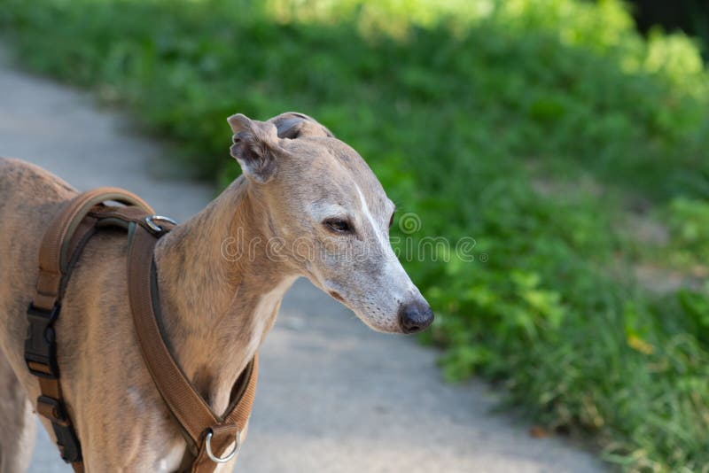 Greyhound in city park stock photo. Image of side, whippet - 154396082