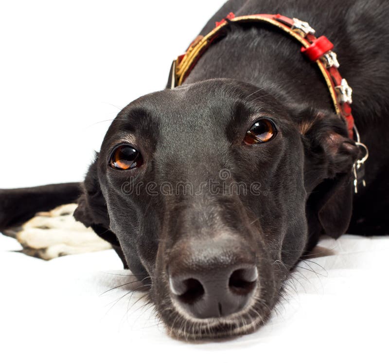 Greyhound stock image. Image of eyes, stare, shadow, hound - 10367489