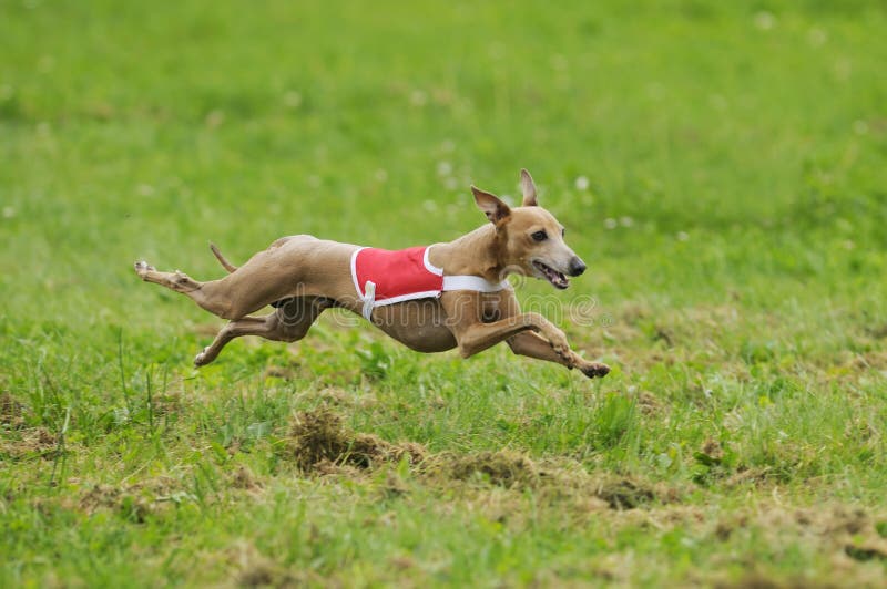 Greyhound coursing stock photo. Image of skin, championship - 14772572