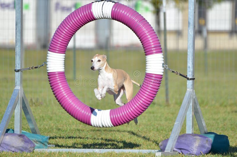 Agility dog stock photo. Image of zone, agile, english - 8765380