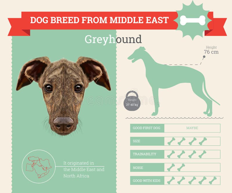 Greyhound Dog Breed Infographics Stock Illustration - Illustration of ...