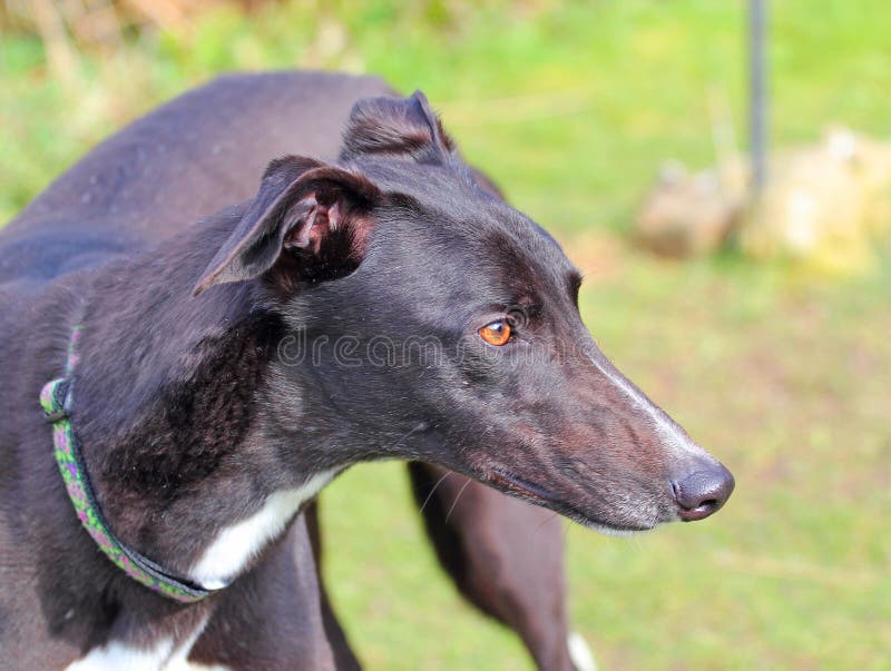 Greyhound Dog Face Alert. Close Up. Stock Photo - Image of hound ...