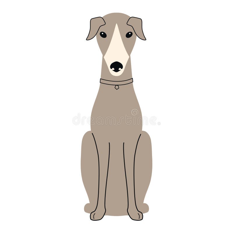 Greyhound dog front view stock illustration. Illustration of domestic ...