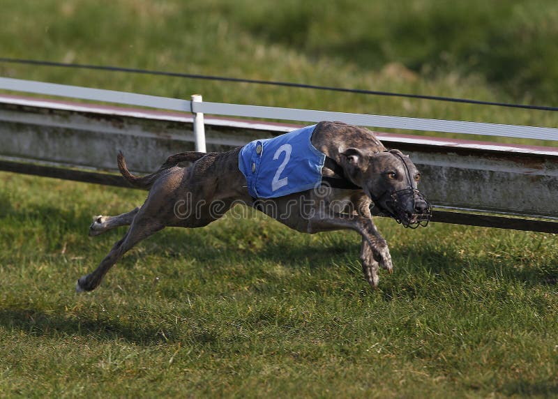 Greyhound Dog Running, Racing at Track Stock Image - Image of animals ...