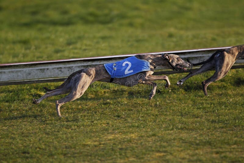 Greyhound Dog Running, Racing at Track Editorial Stock Image - Image of ...