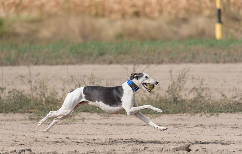 Greyhound Dog Running in Training Stock Photo - Image of feet, sand ...