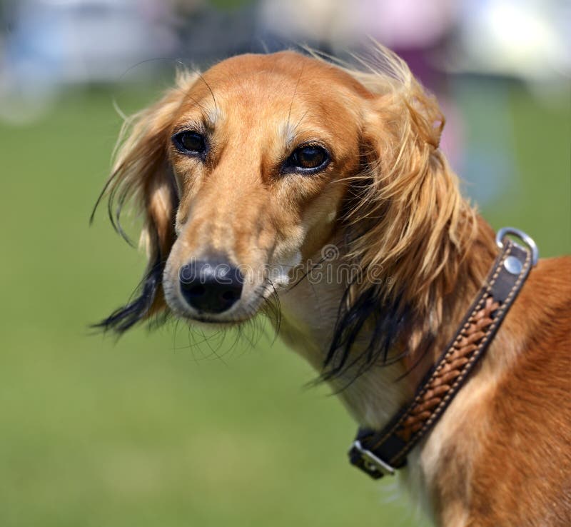 Greyhound stock photo. Image of grass, nature, suit, dogs - 42112998