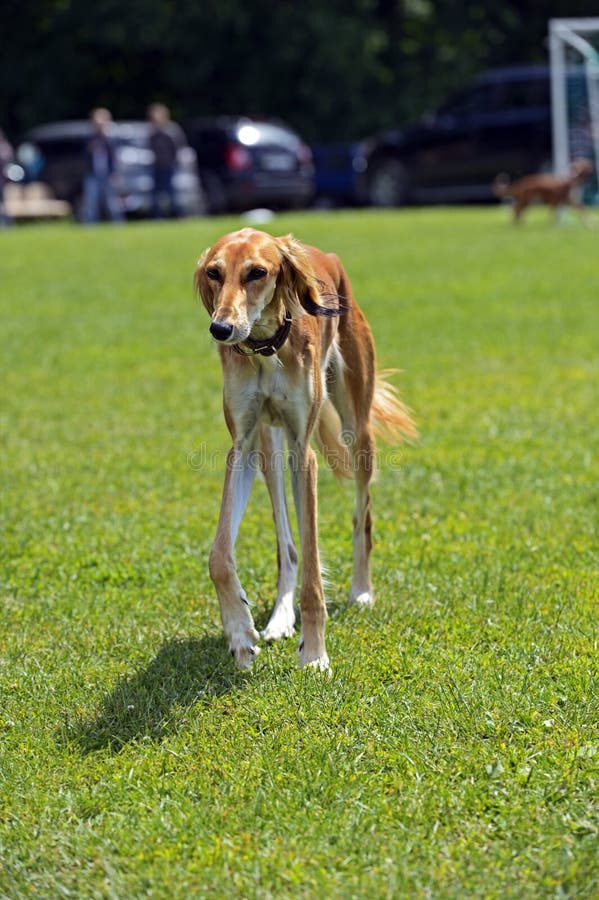 Greyhound stock image. Image of playful, nature, pedigree - 42113007