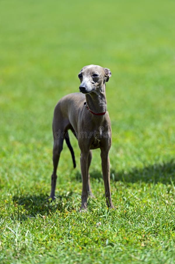 Greyhound stock photo. Image of pets, purebred, greyhound - 42113020