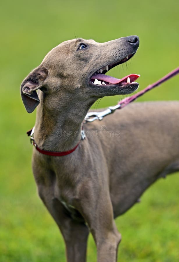 Greyhound stock photo. Image of mammals, meadow, habitat - 42113026