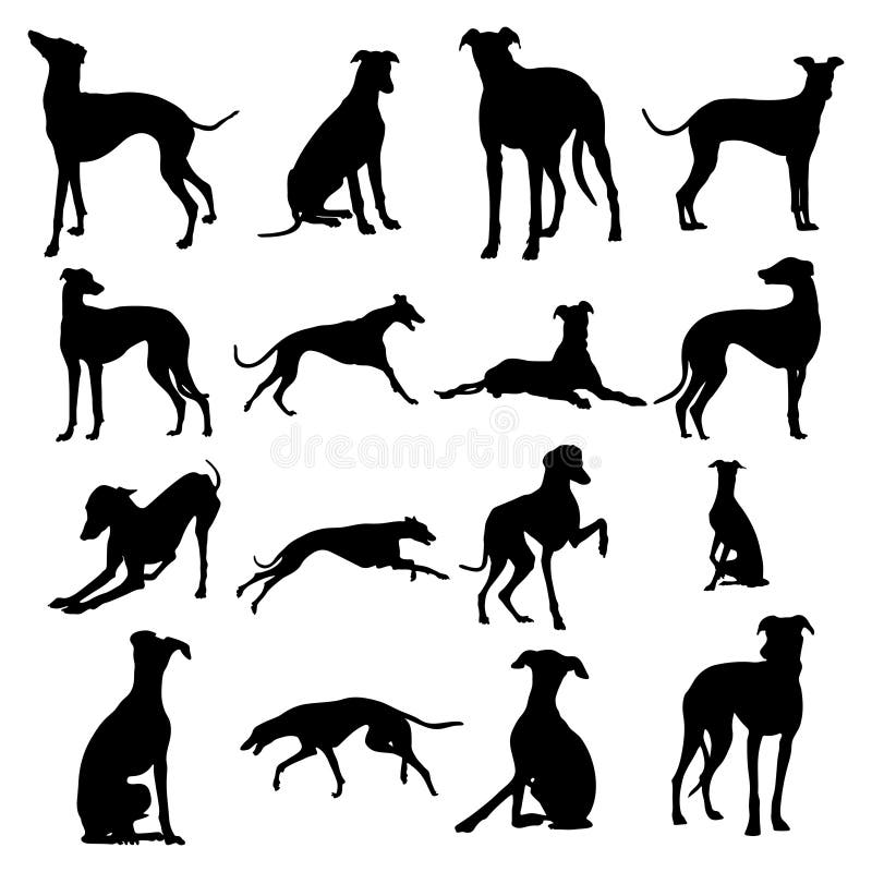 Greyhound dog silhouettes stock vector. Illustration of breeds - 88955338