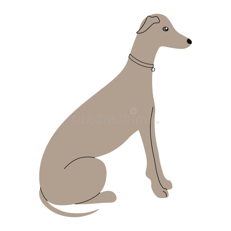 Greyhound Dog Sitting Side View Stock Illustration - Illustration of ...