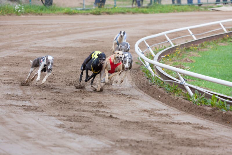 Dogs racing stock image. Image of canines, racers, race - 24634057