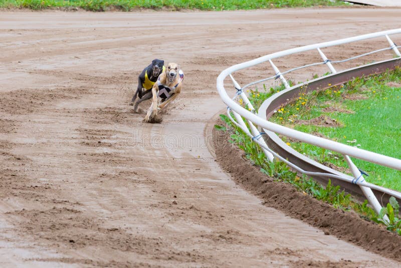 Greyhound dogs racing stock image. Image of race, pack - 56942355