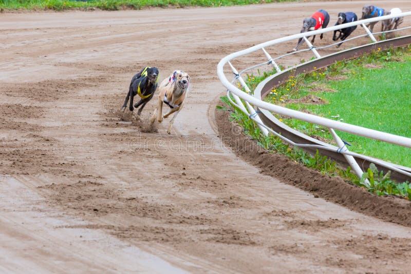 Greyhound dogs racing stock image. Image of outdoor, sand - 58467621